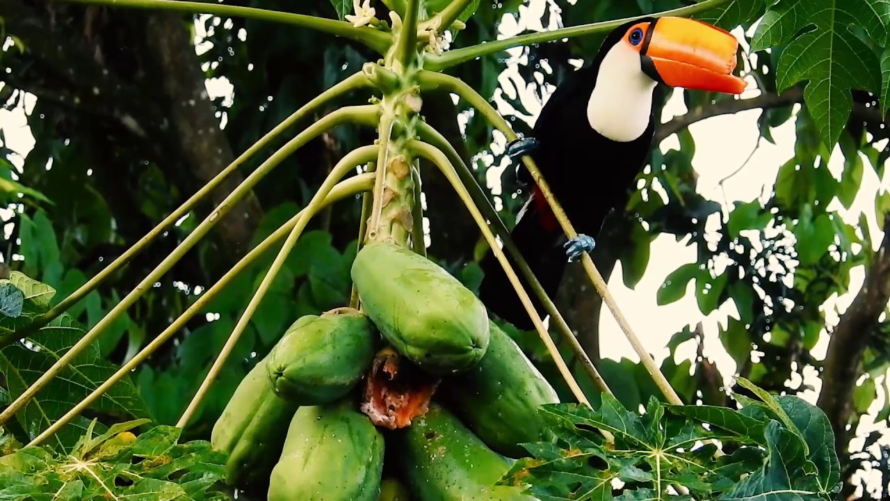 Toco Toucan Arrived in the Backyard with a Broken Beak - (Ramphastos ...