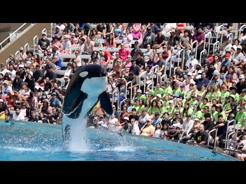 Kalia at SeaWorld San Diego- 3 consecutive bows - YouTube