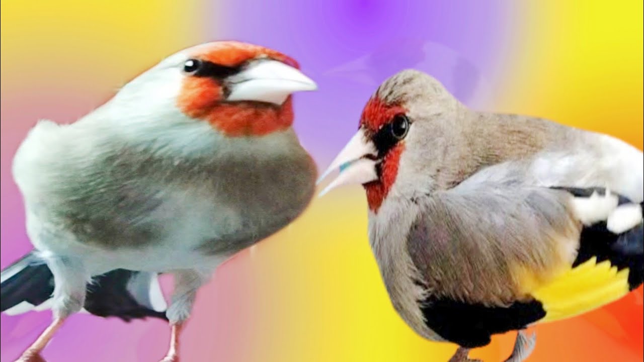 3 minutes of himalayan gold finch rolling sings to educate people - YouTube