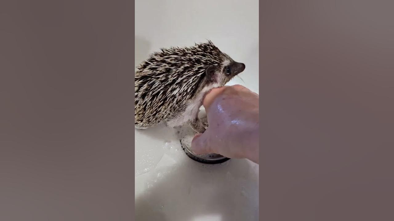 Hazel The Hedgehog's Bath Time! - YouTube