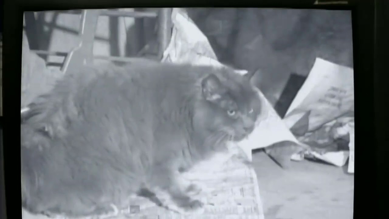 "Smelly Cat" - PHOEBE BUFFAY (Vídeo oficial) | Friends - YouTube
