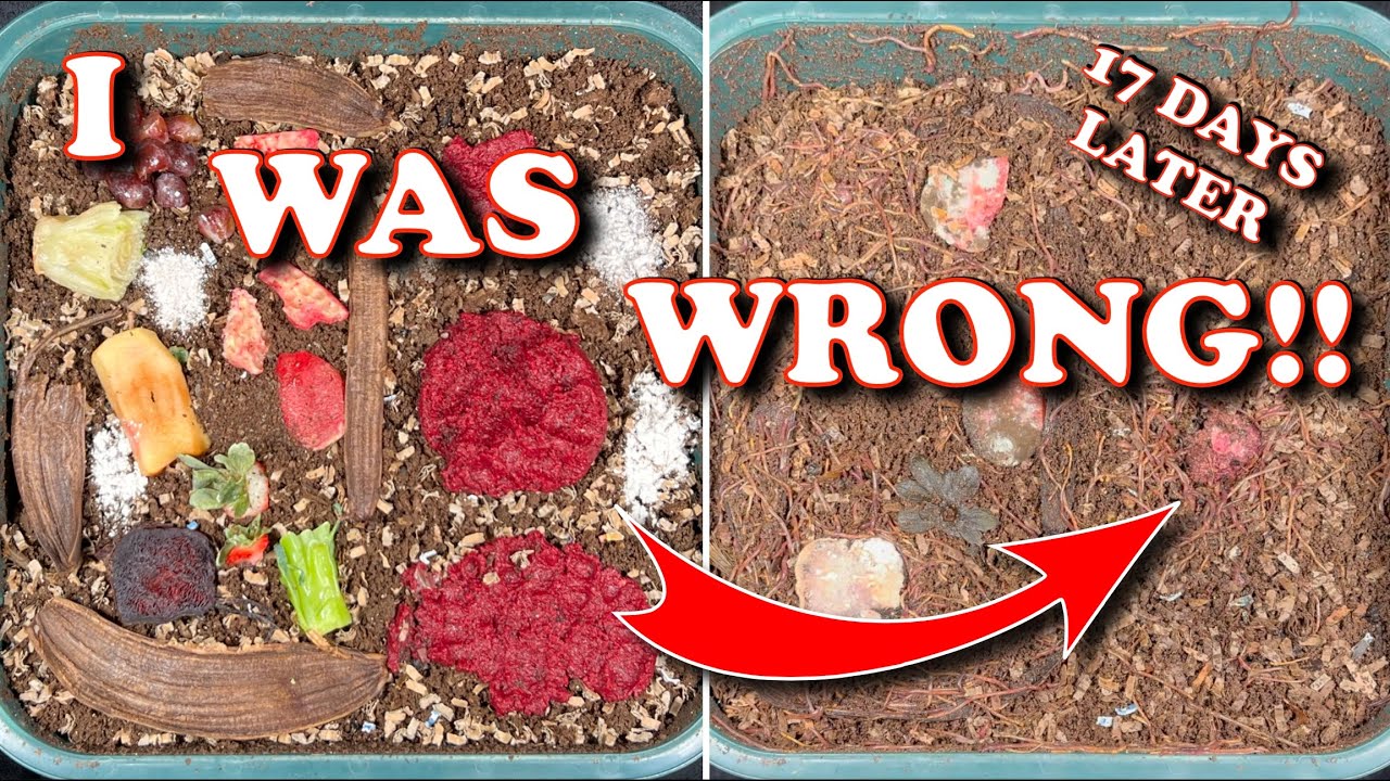 Blended vs Whole Food Scraps In A Worm Bin | Vermicompost Worm Farm ...