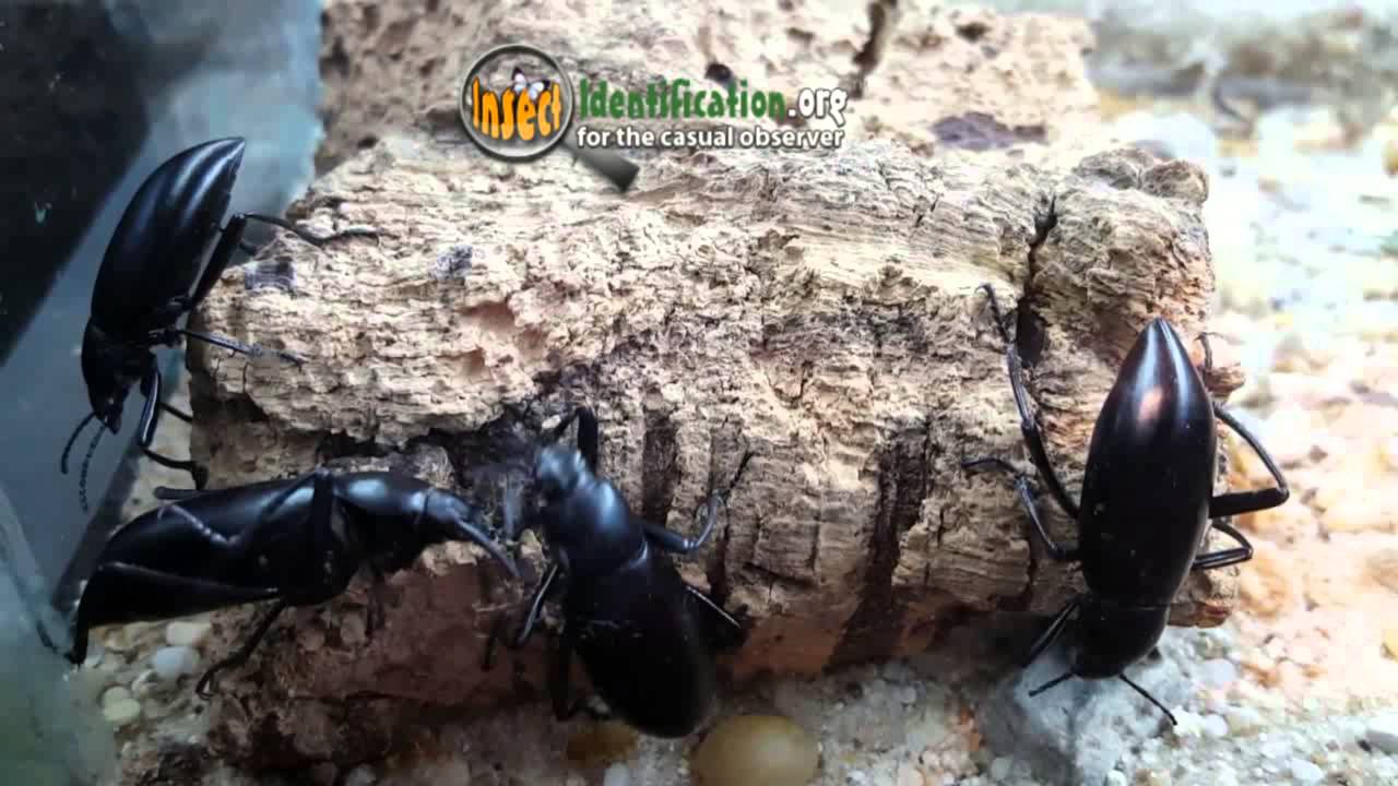 Desert Stink Beetles (a type of Darkling Beetle) - YouTube