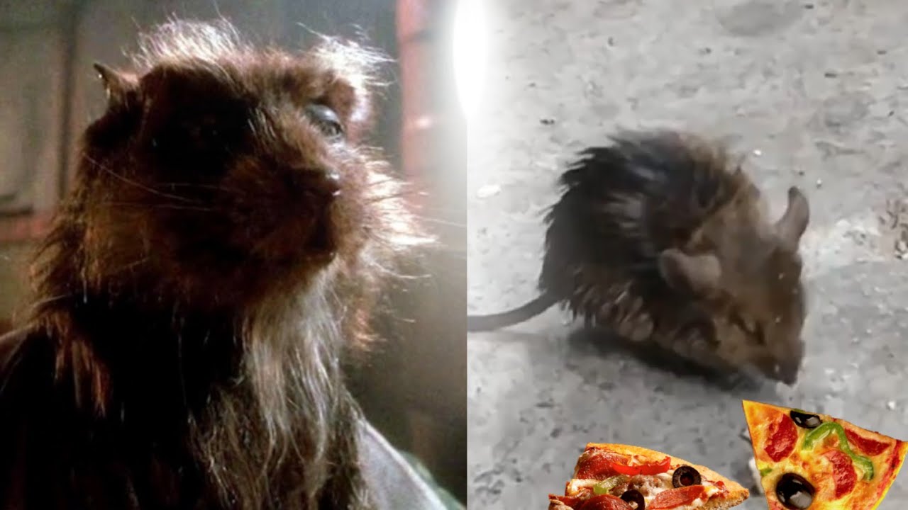 Meet The real life Master Splinter - YouTube