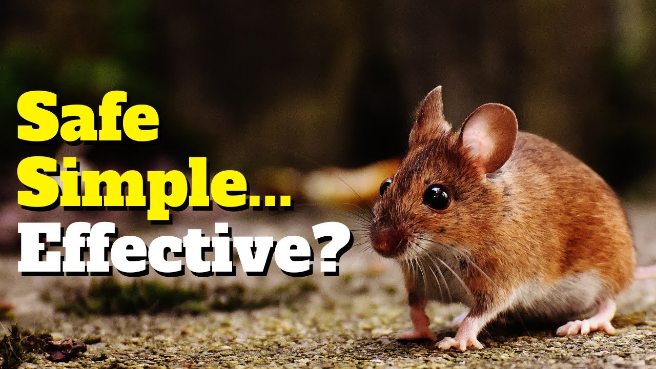 eRATicate Mice in Your Greenhouse! A Fast, Simple DIY Solution - YouTube
