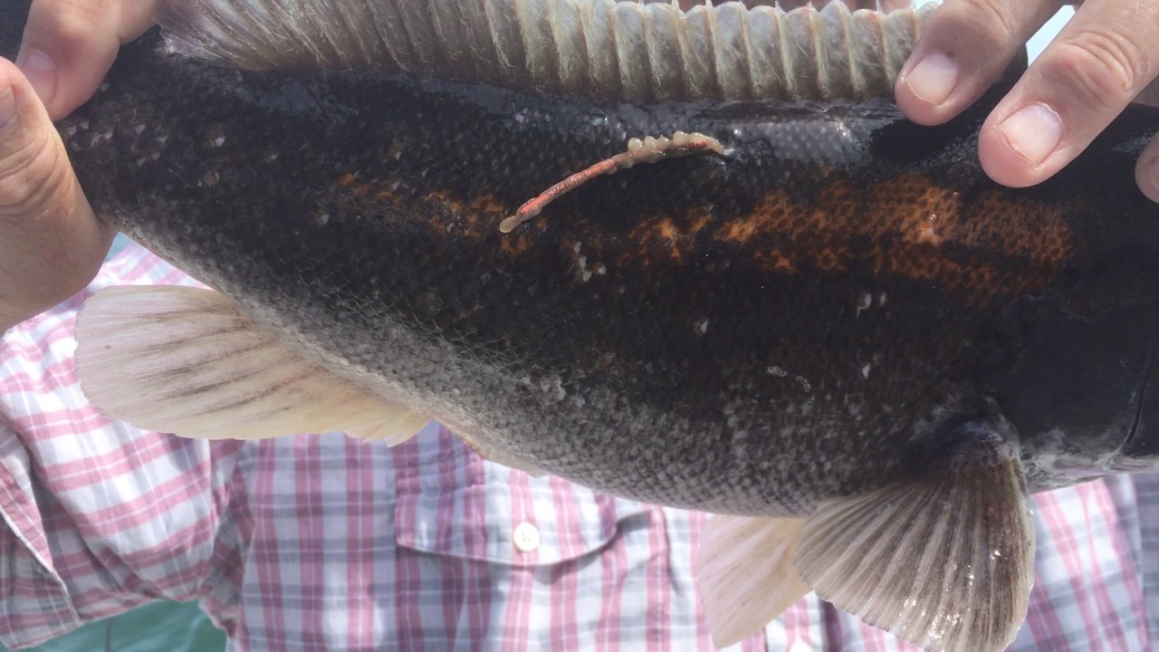 taug fish caught with tag 4-5-17 - YouTube