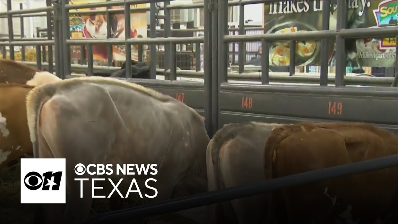 People brave the cold weather at Fort Worth Stock Show & Rodeo - YouTube