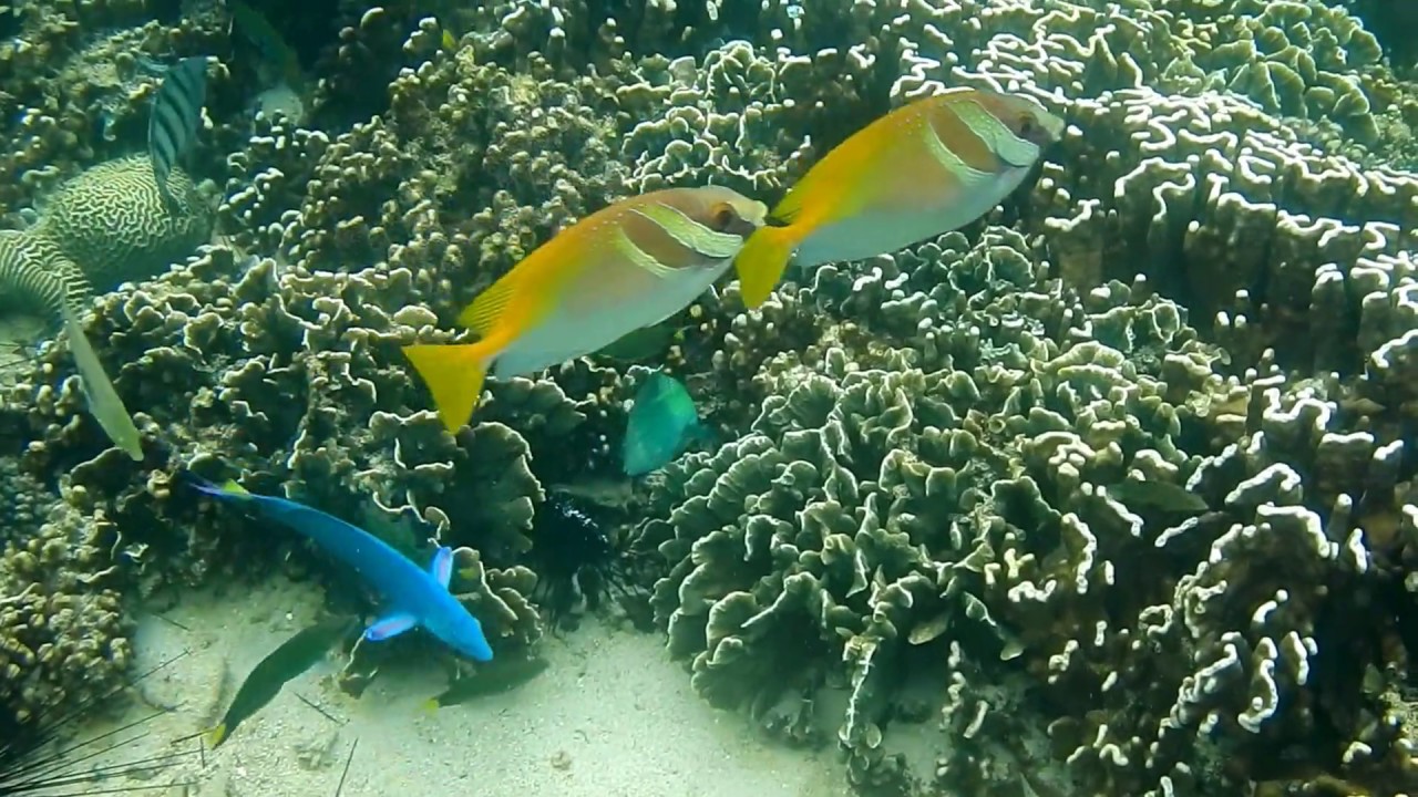 Sabah Malaysia - Tropical Fish - YouTube