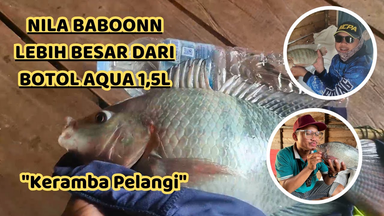 KAGET !!! NILA BABON NAIK SEBESAR AQUA 1,5L - "Keramba Pelangi Riam ...