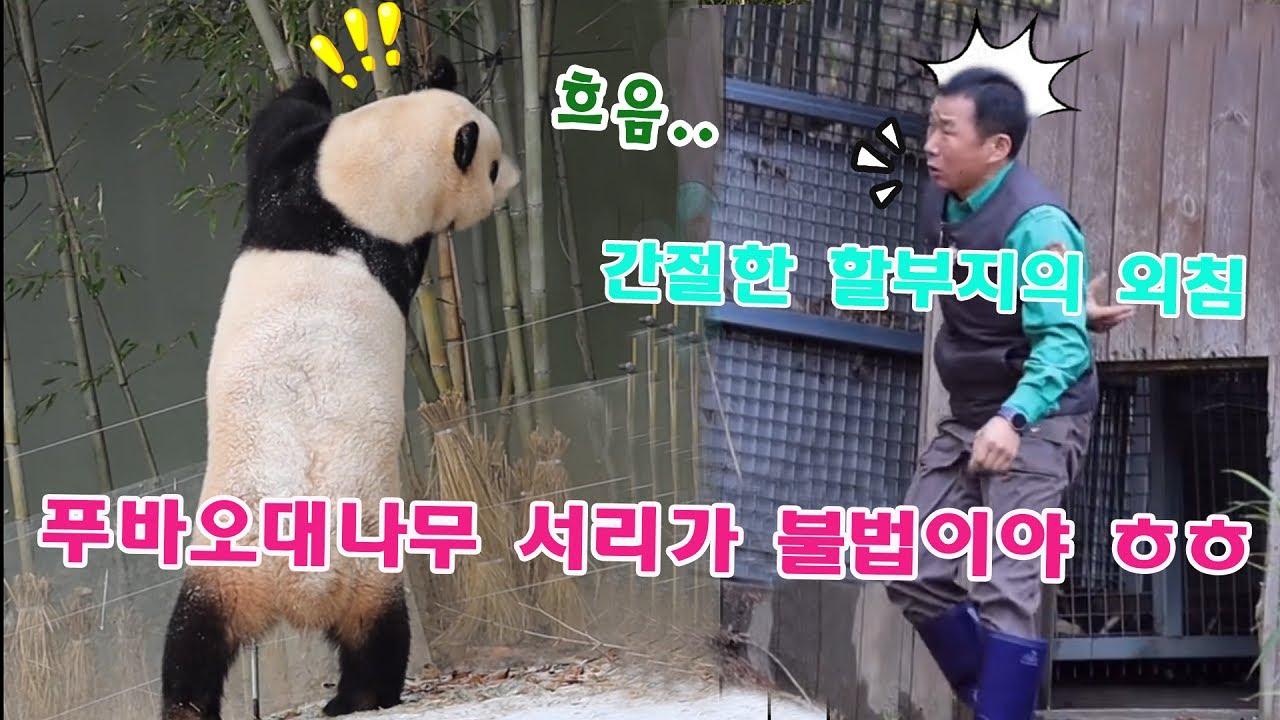 푸바오 대나무 서리가 불법이야 ㅎㅎ ️간절한 강바오님할부지의 외침☃️ㅋㅋㅋ Youtube