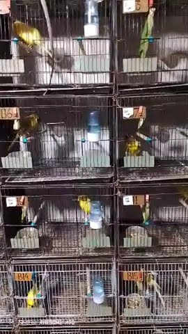 Kenari Rasmi Iran #kenariimport - YouTube