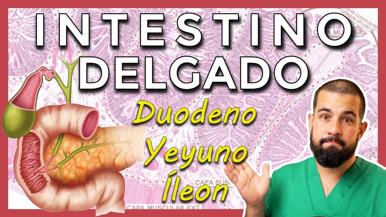 ANATOMÍA del INTESTINO DELGADO. Duodeno, yeyuno, íleon. Repaso ANATOMÍA ...