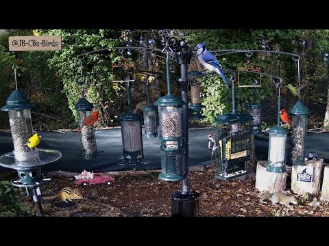 Daily Reality Tv for Bird Watching & Nature in the Back Yard Garden ...