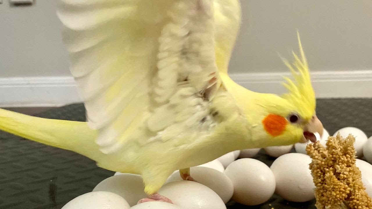 Cockatiel Solving Egg Puzzle - YouTube