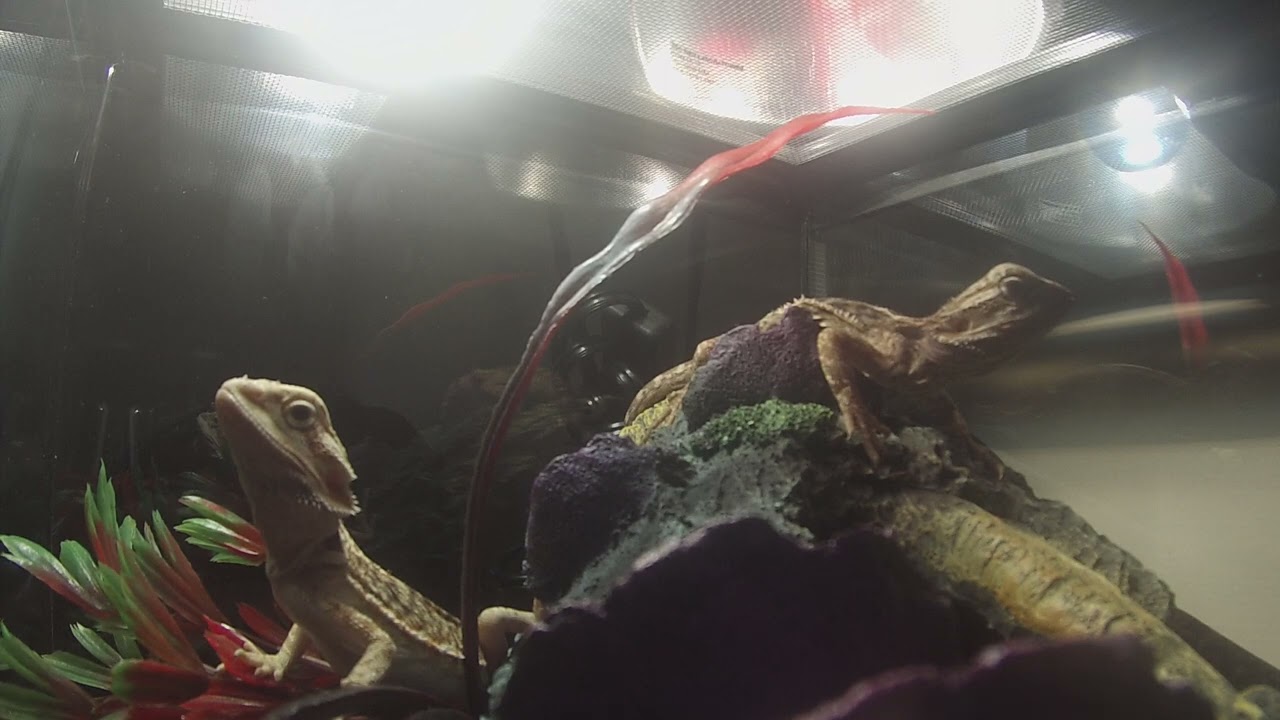 Bearded Dragon Family - YouTube