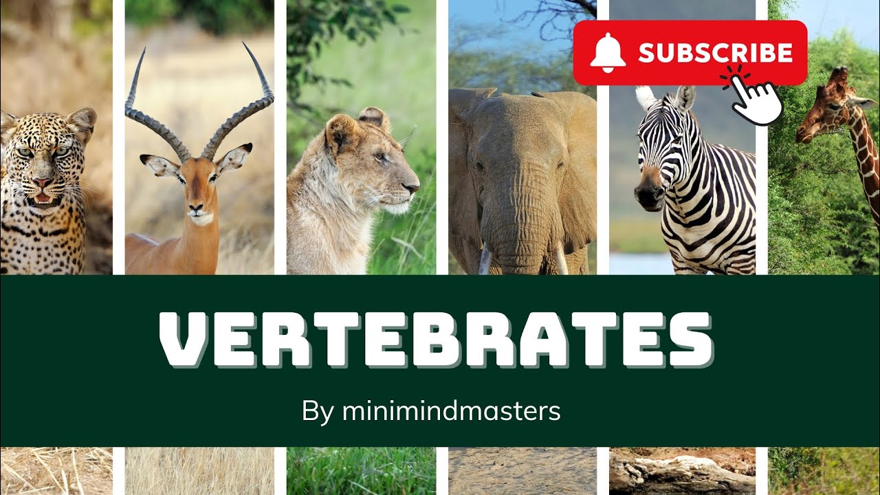 Vertebrates Unveiled|Animals with Backbones|Fun learning video for kids ...
