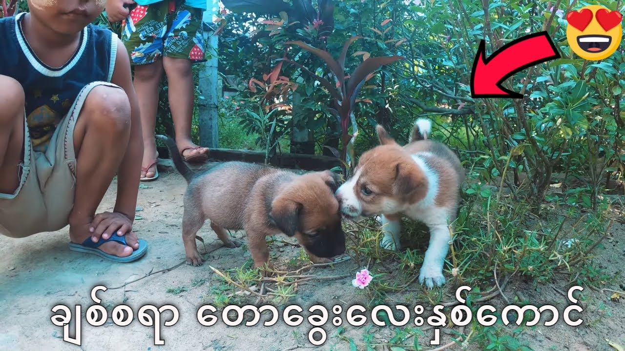 Dog video (Myanmar dog)😍 - YouTube