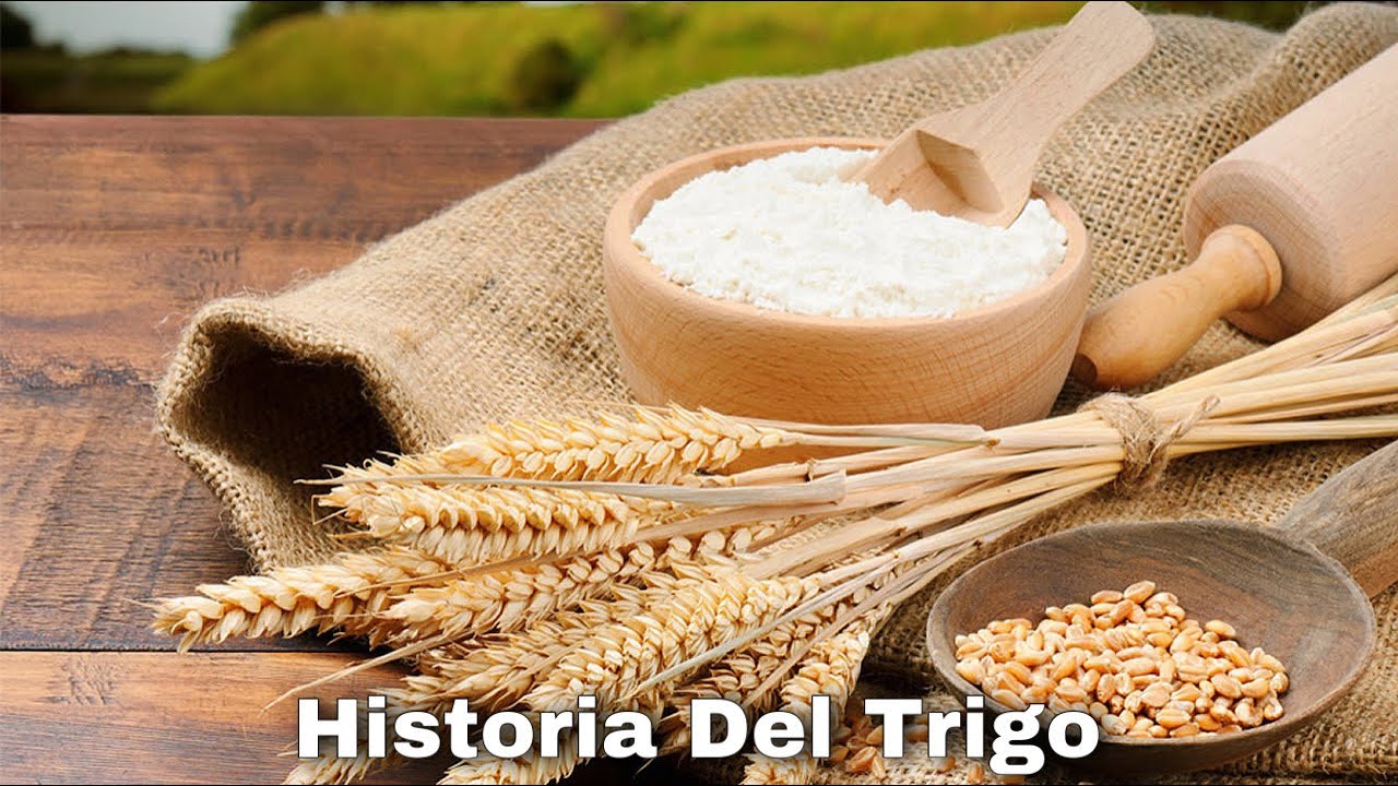 Historia Del Trigo - YouTube