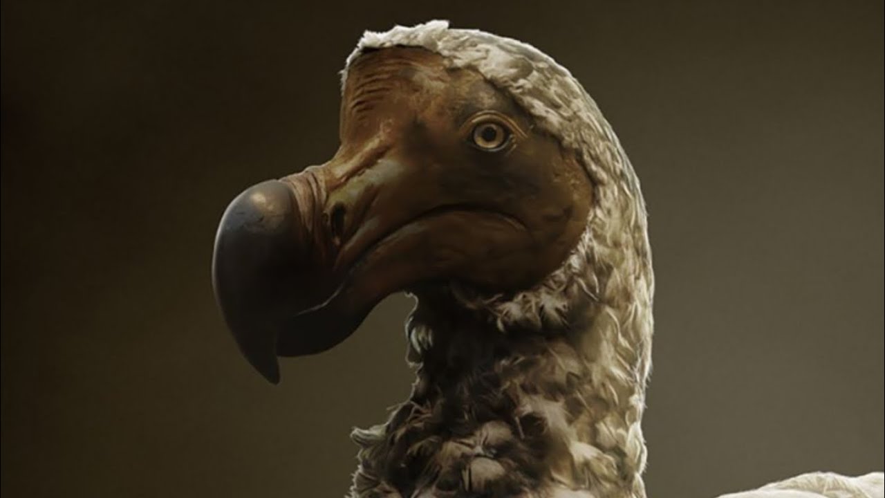 Bird talk: dodo - YouTube