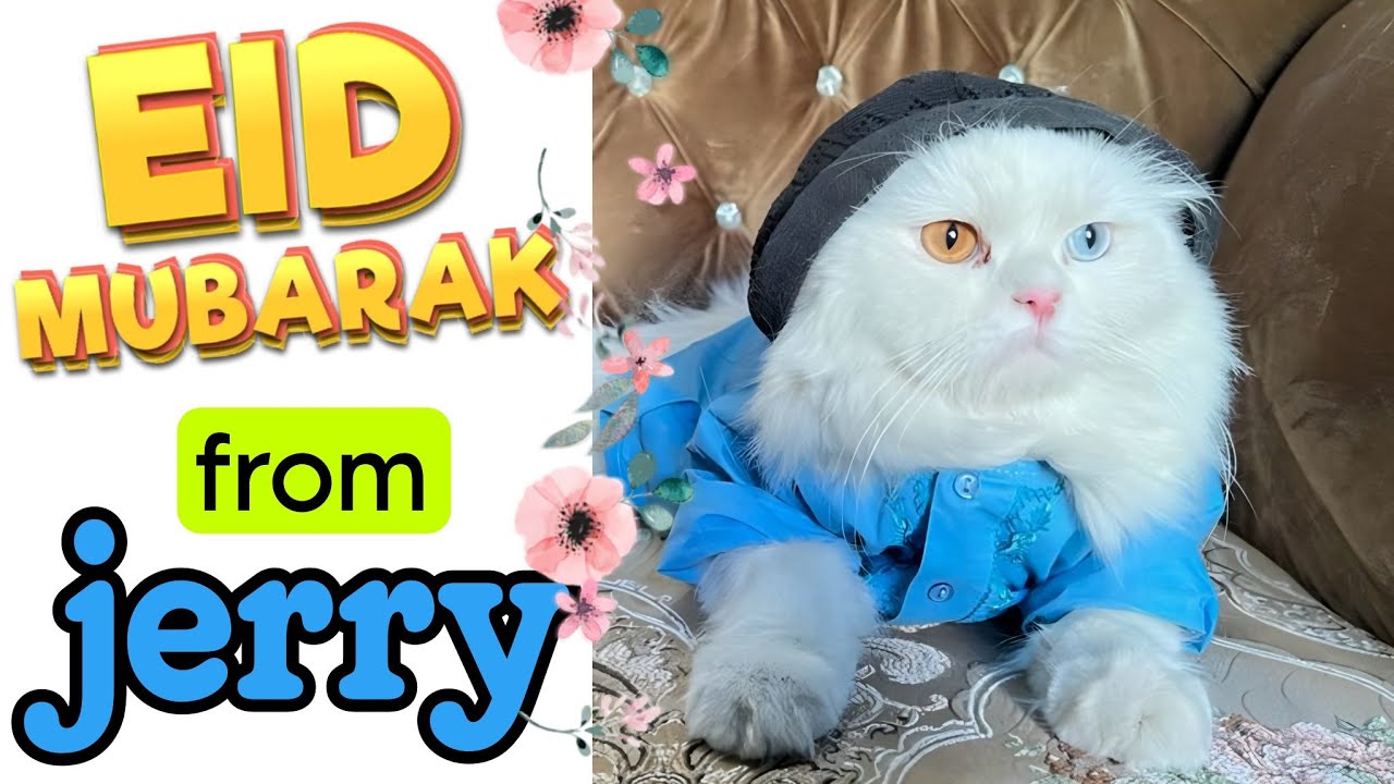 A Special Eid Surprise for an Abandoned Cat | Eid Dress for Cat - YouTube