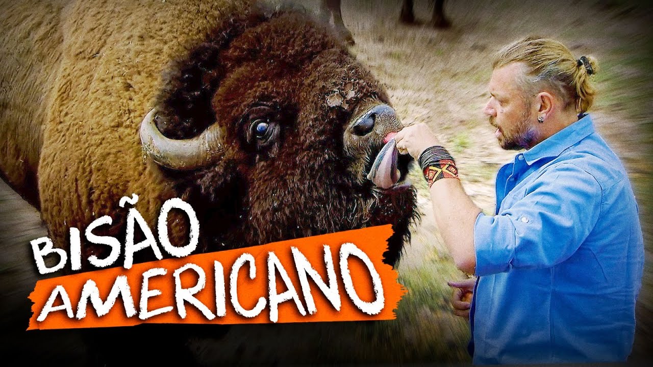 BISÃO-AMERICANO, UM BLINDADO EM FORMA DE ANIMAL COM 1 TONELADA! - YouTube