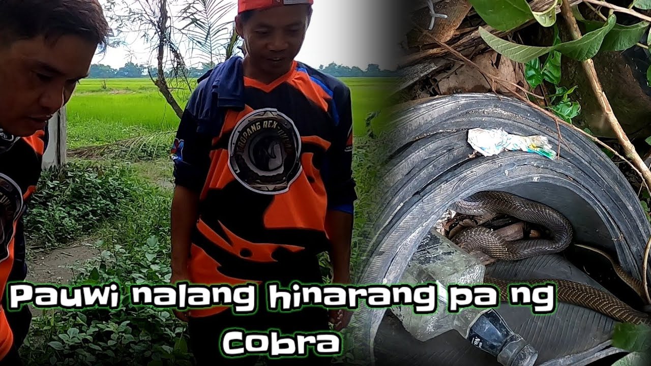 Pauwi nalang hinarang pa ng Cobra | tropang Rex tuklaw - YouTube