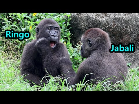Gorilla Ringo cute playing with Jabali while eating corn,finally~金剛猩猩 ...