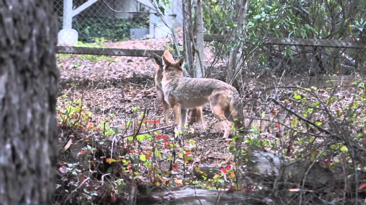 HAPPY YIPPING DUO AFTER A SIREN - YouTube