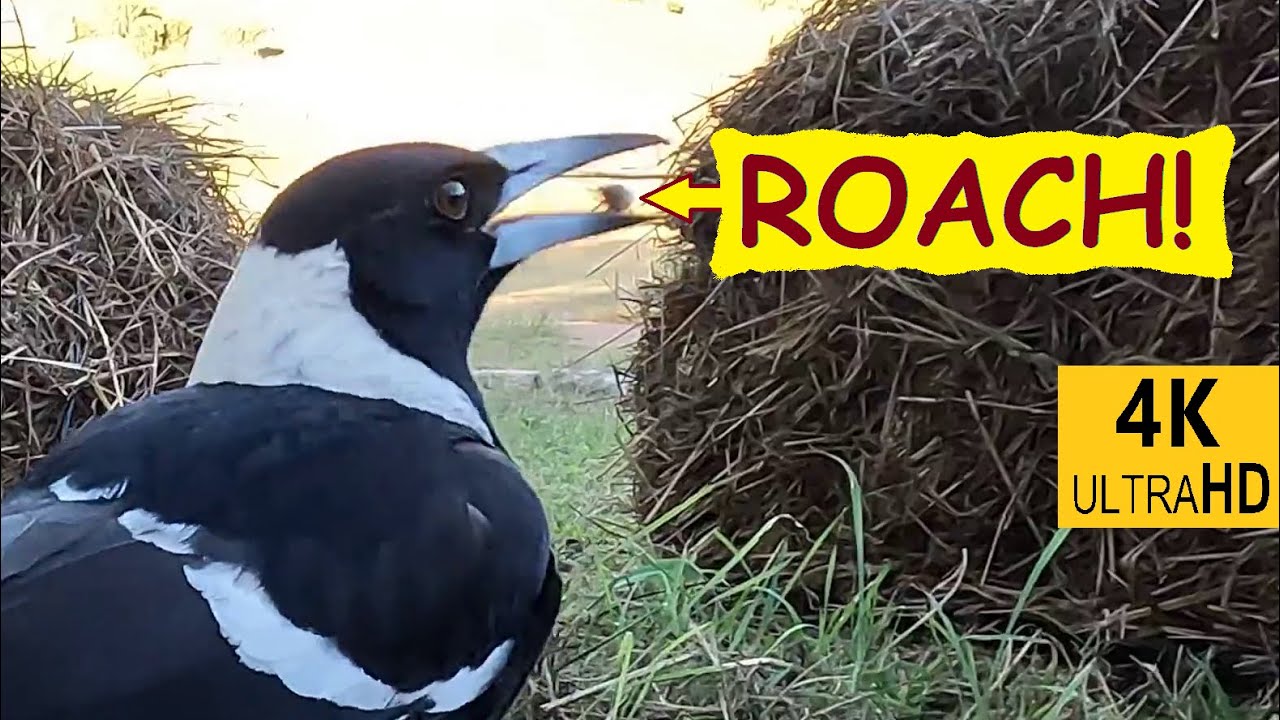 Both Magpies get a great bale; she gets a second all to herself ...