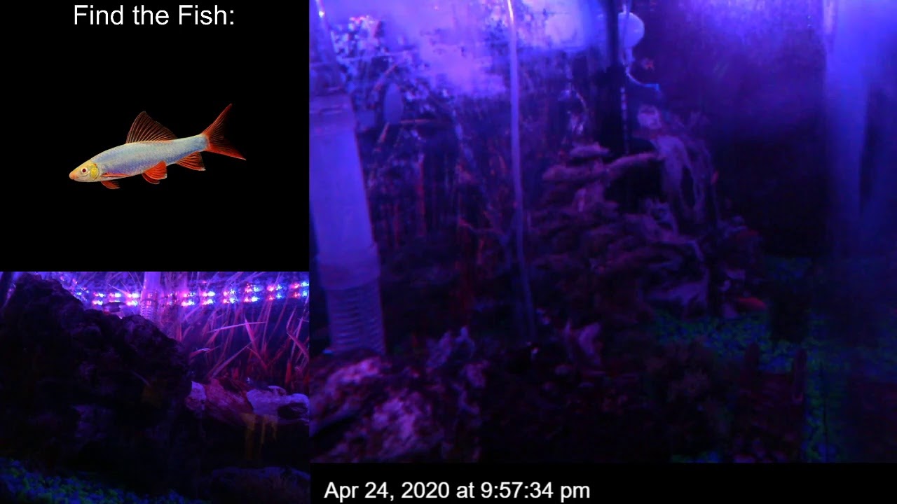 Fish Tank Live! - YouTube