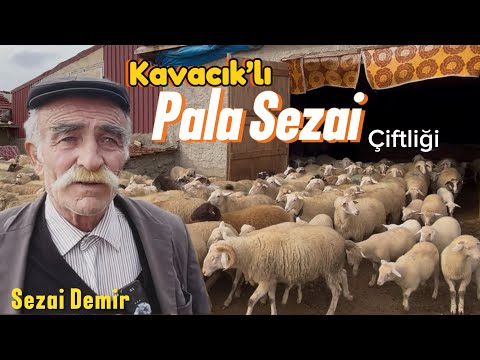 250 Koyunu 18 Köpeği ile Koyun Sevdalısı Pala Sezai - Kavacık Köyü #hayvancılık #koyun 