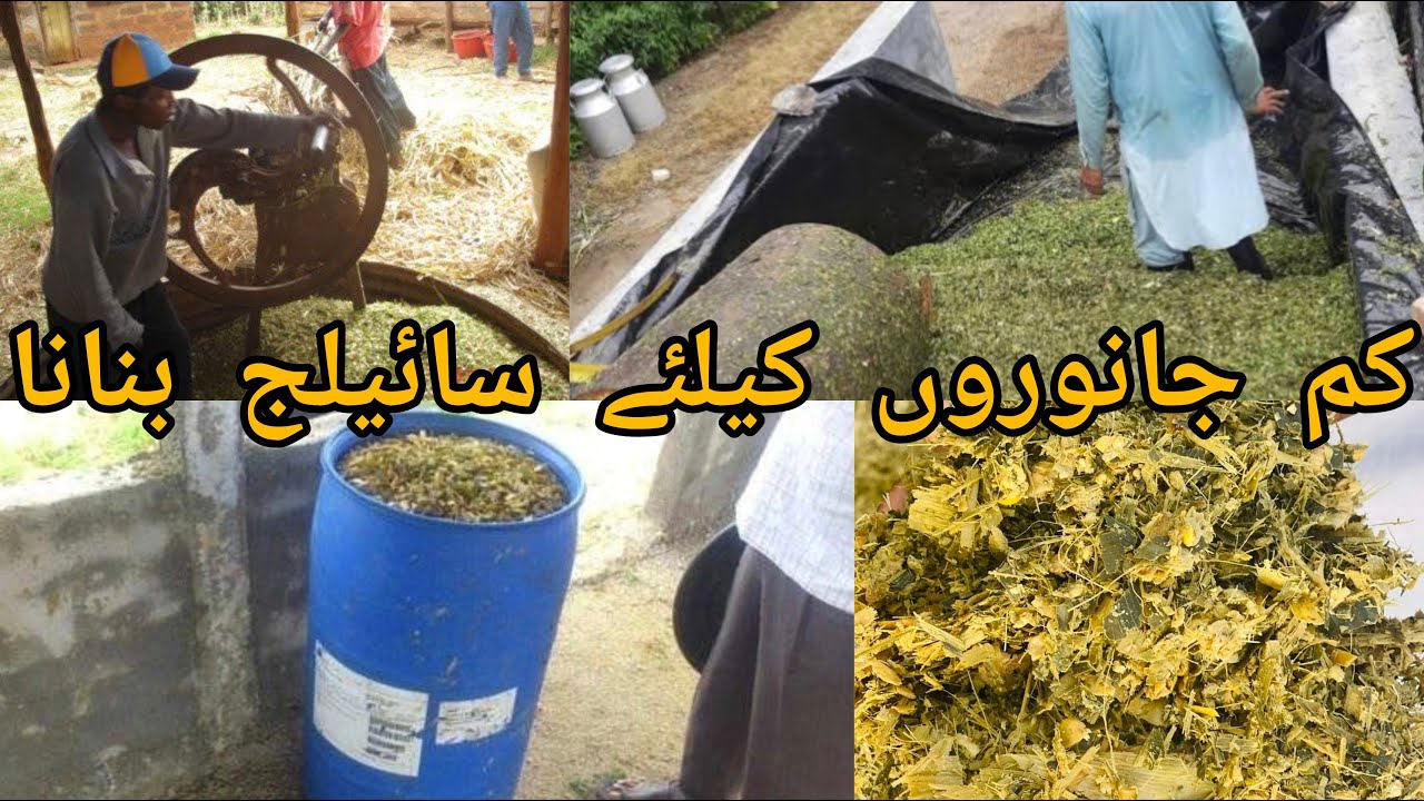 Silage making at small scale/for a small herd - YouTube
