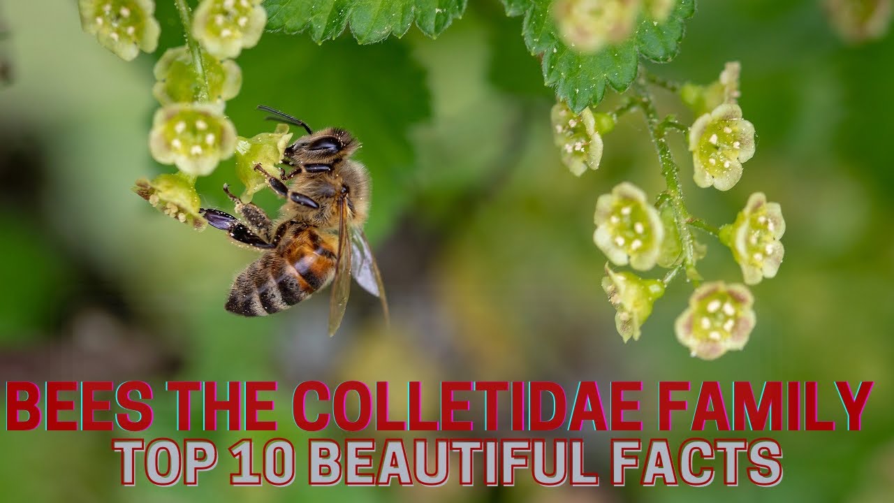 Bees 🐝 | The Colletidae Family | Top 10 beautiful facts - YouTube