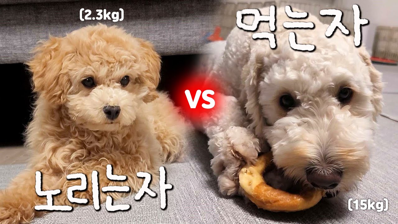 먹는자 VS 노리는자 / Eating dog vs greedy dog - YouTube