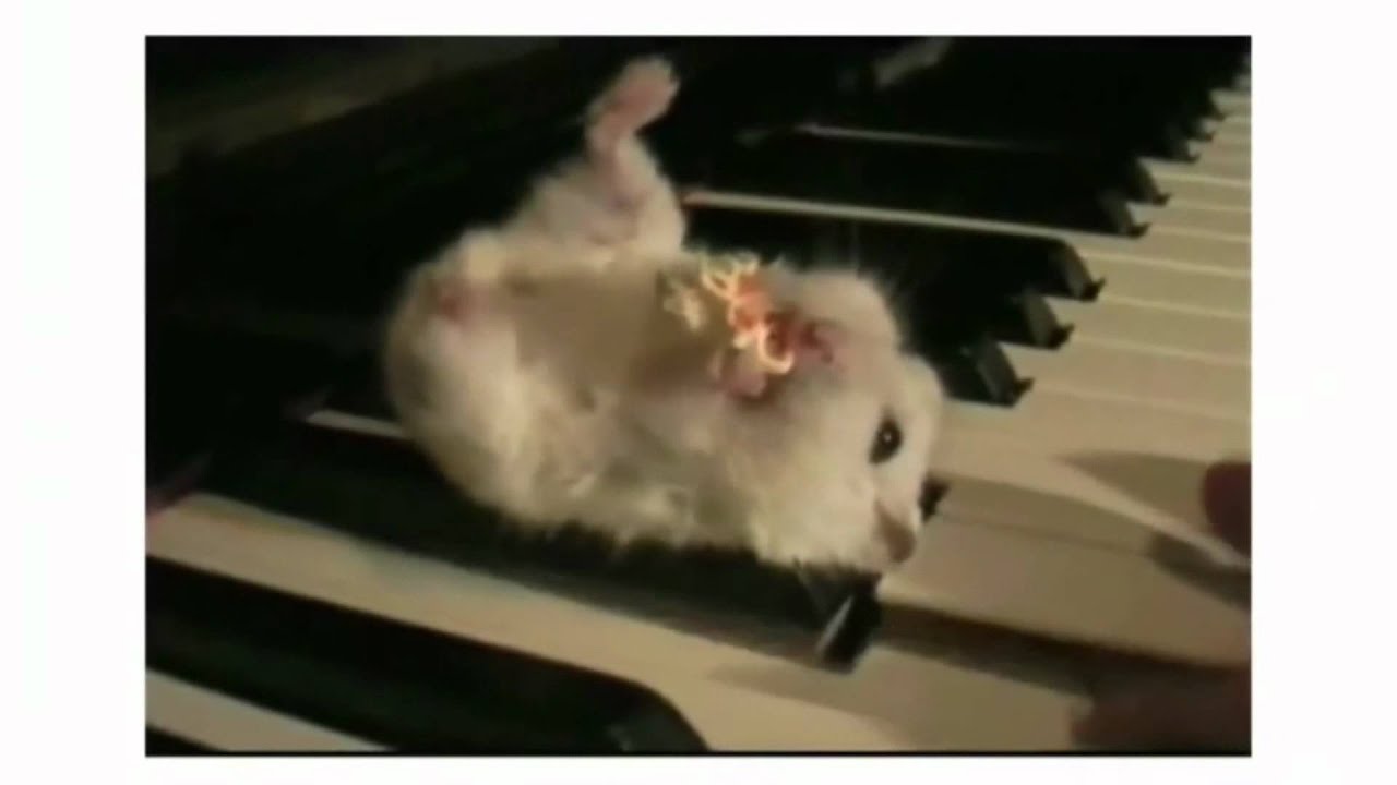 Hamster Exploding (Booommm) - YouTube