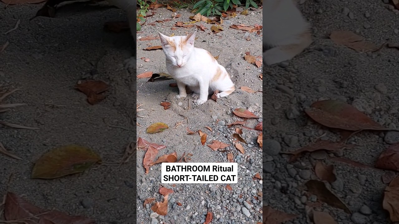 Can You Resist This Cat's PEE PEE Face? #catshorts #catlover #catvideos ...