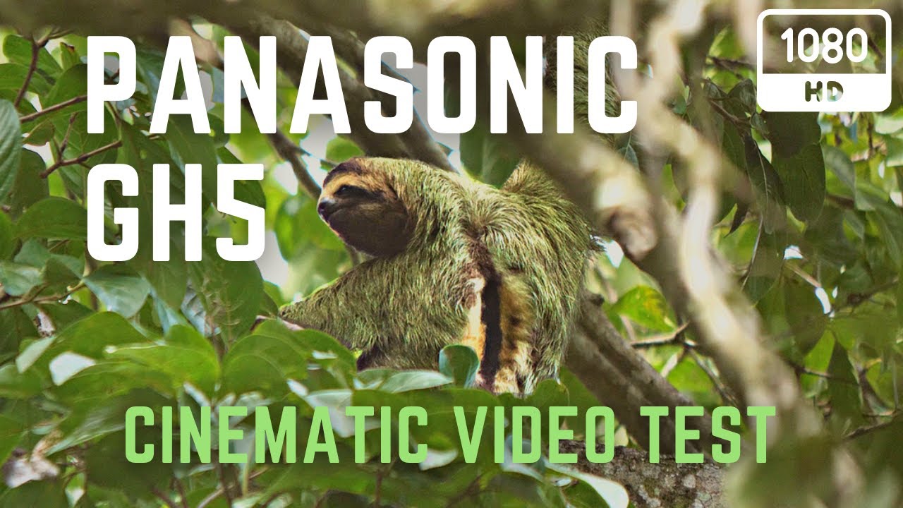 Sloth - Panasonic GH5 Cinematic Video Test (Sigma 150-600mm Lens) - YouTube