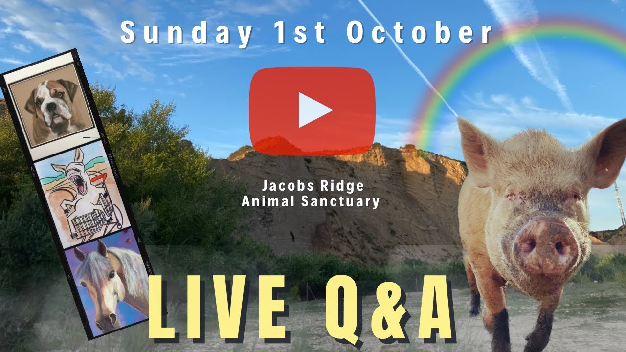 Jacobs Ridge Live Q&A Sunday 1st October - YouTube