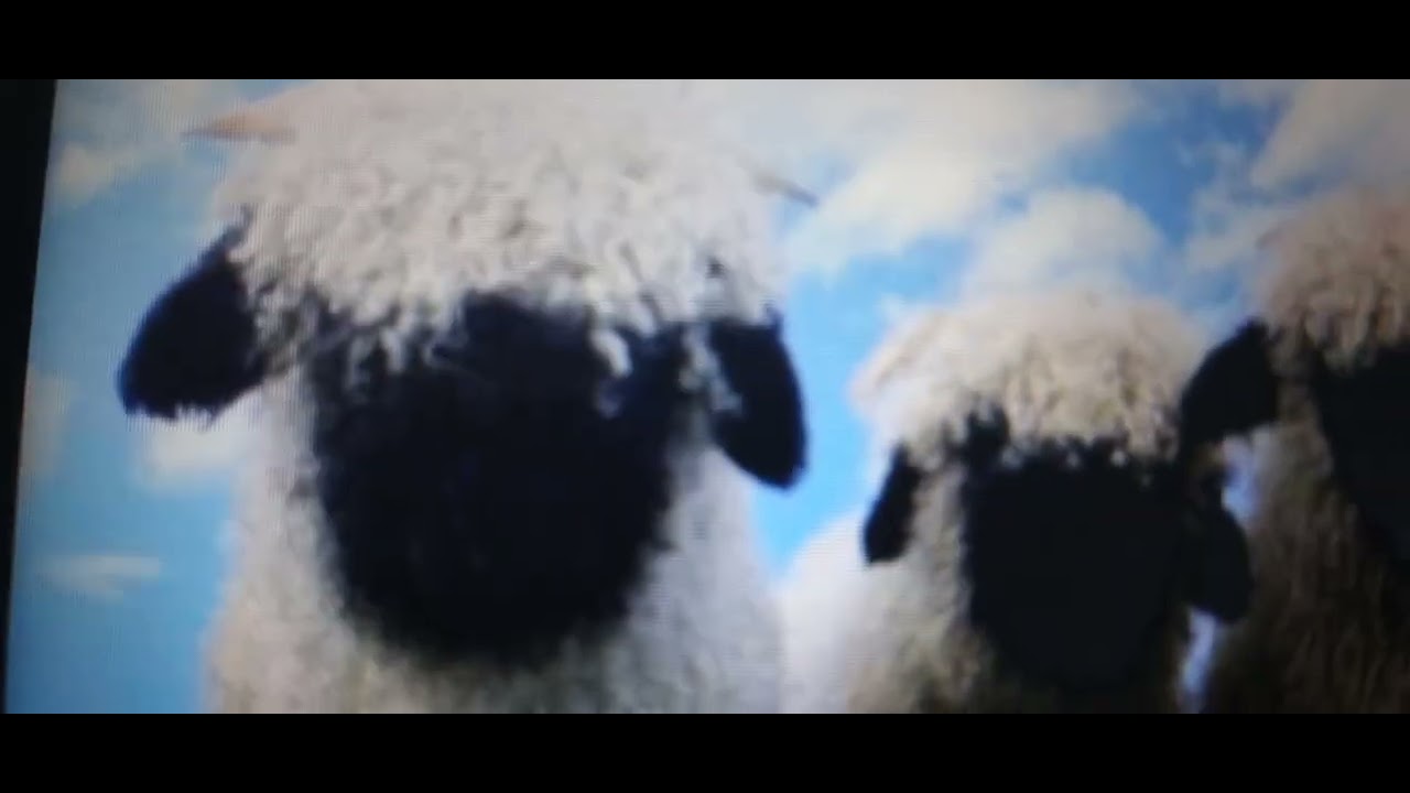EMO SHEEP - YouTube