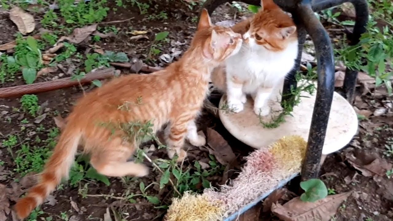 Our rescued cats living a happy life in the farm - YouTube