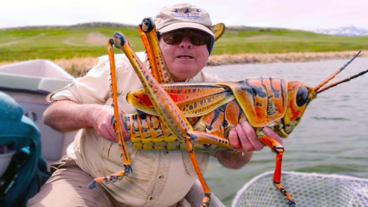 20 Largest Insects Ever Discovered - YouTube
