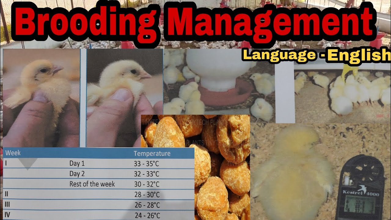 Brooding Management in our Poultry chiks | all information in Broiler ...
