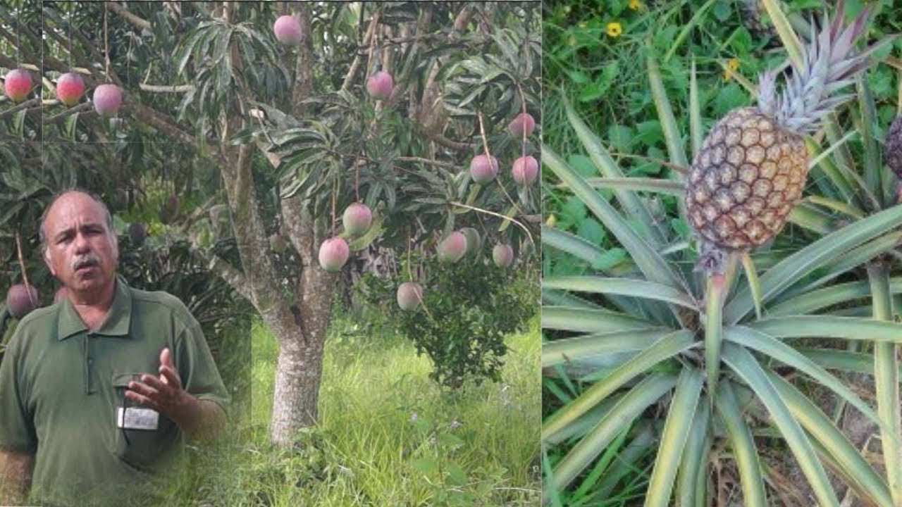 ¿Se pueden combinar los sabores de las frutas con los injertos? - YouTube