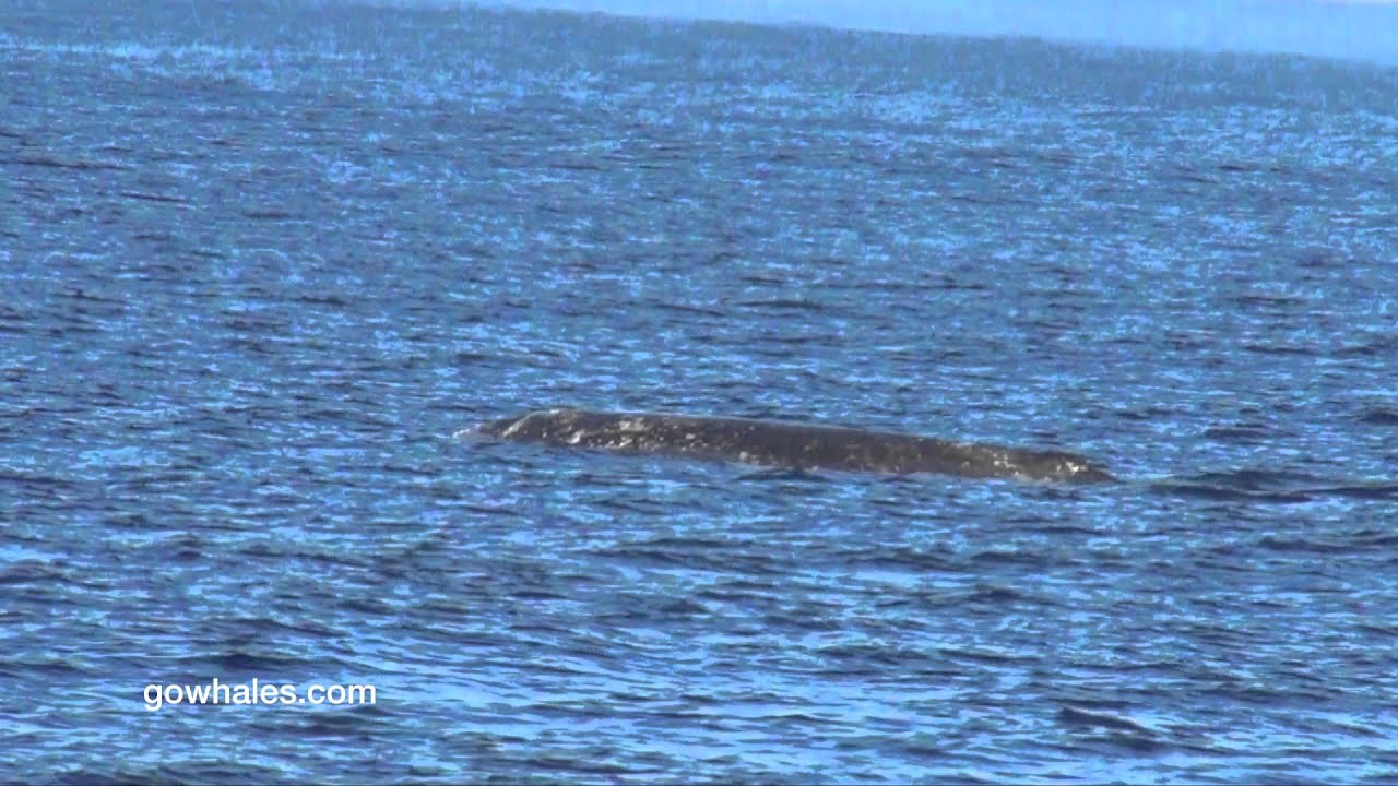 Logging Gray Whales - YouTube