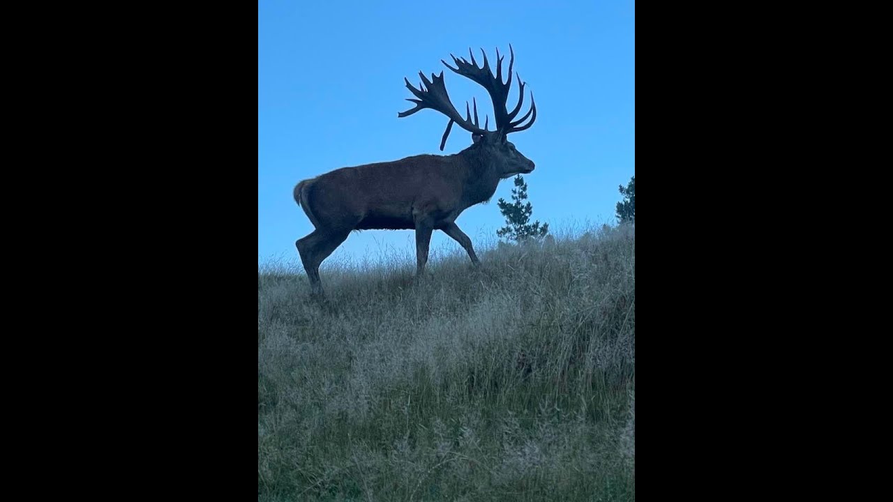 Wild Game Grillin with Joe "Steak" Svezia Fallow Elk E 1 ...