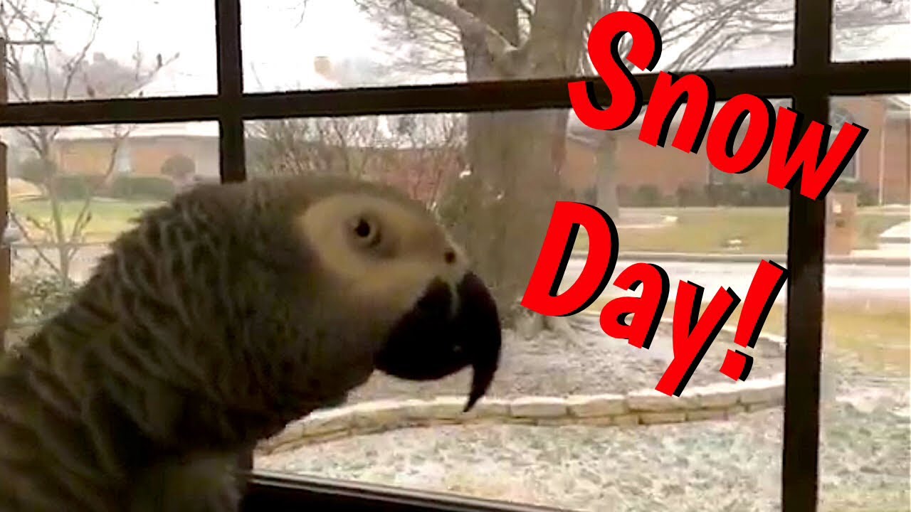 Einstein Enjoys Watching Texas Snow - YouTube