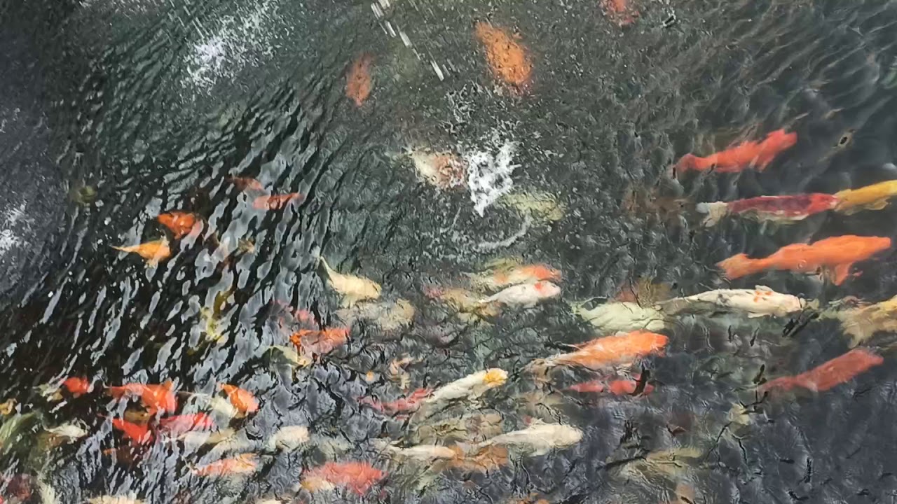 colour fishes in puttaparti , అనంతపురం - YouTube