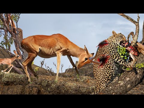 Too Scary! Arrogant Leopard Receives Fierce Attack From Impala To Save ...