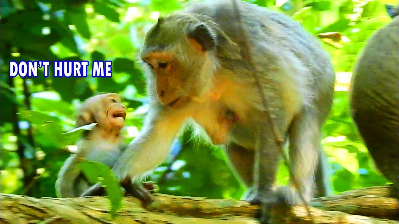 DON'T HURT ME...! POOR JINX DEEPLY SCARED AND CRYING SAD BY HER MUM ...