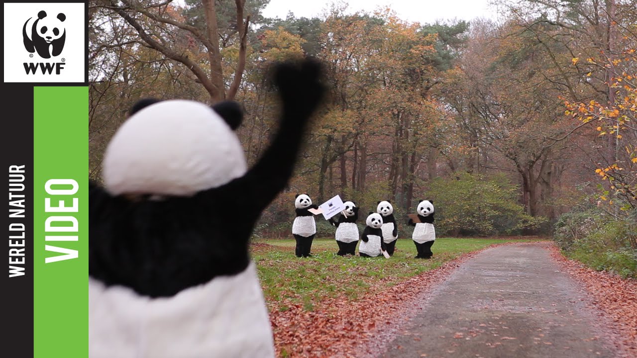 Panda's on tour! - YouTube